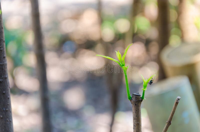 Sapling Grows on the Branches that are Cut with Flies Stock Image ...