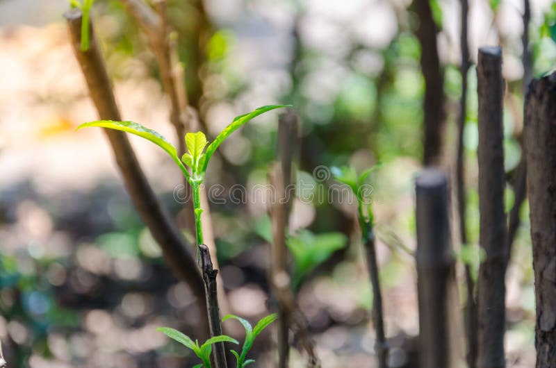 Sapling Grows on the Branches that are Cut. Stock Image - Image of ...
