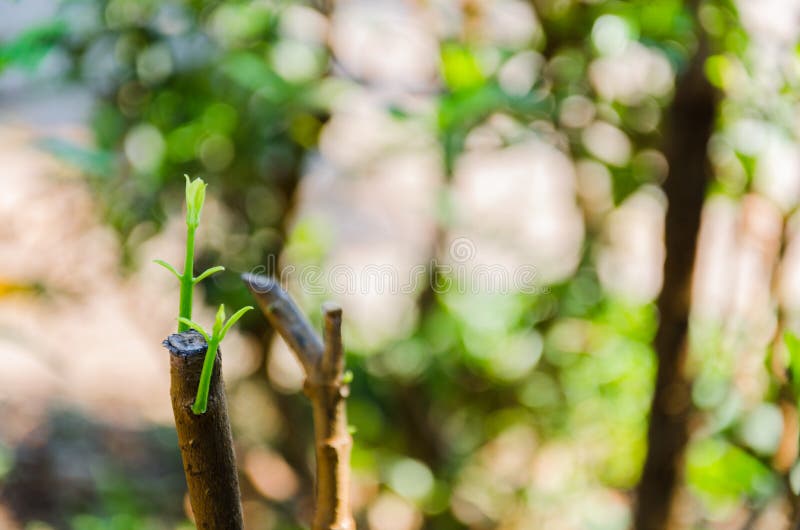 Sapling Grows on Grass Ball Stock Photo - Image of botany, ecological ...