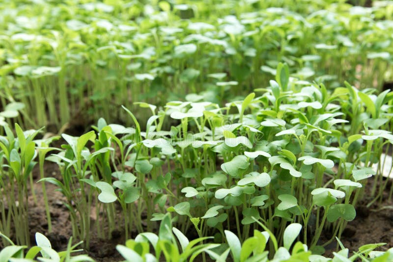 Sapling Growing from the Ground Stock Image - Image of agriculture ...