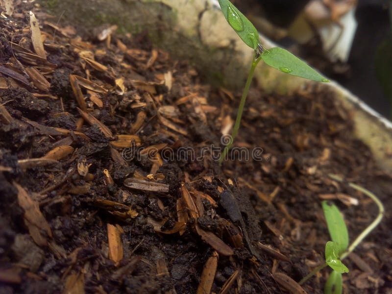 Sapling stock image. Image of leaf, live, green, growt - 59683037