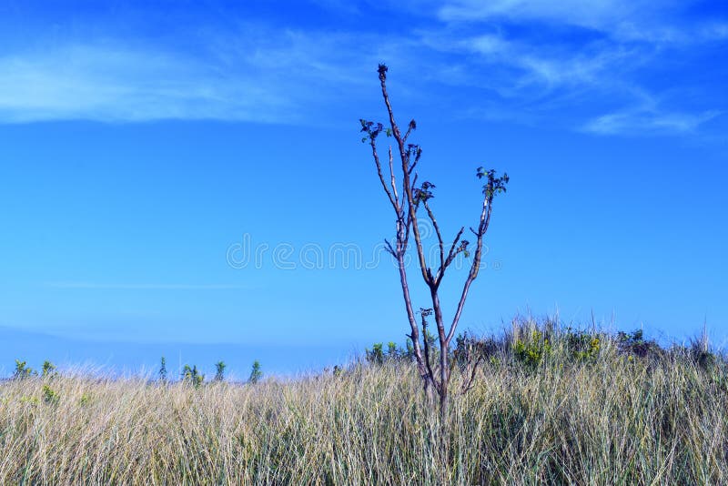 Sapling Growth at the Beach Stock Image - Image of beach, brush: 129880227