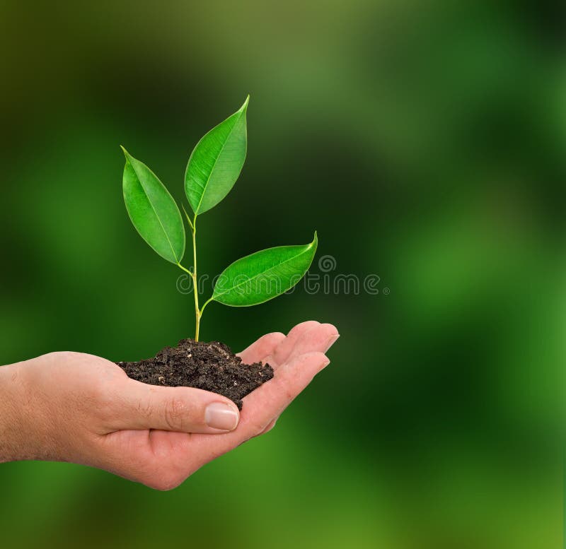 Sapling in hand stock photo. Image of flora, hand, female - 113047040