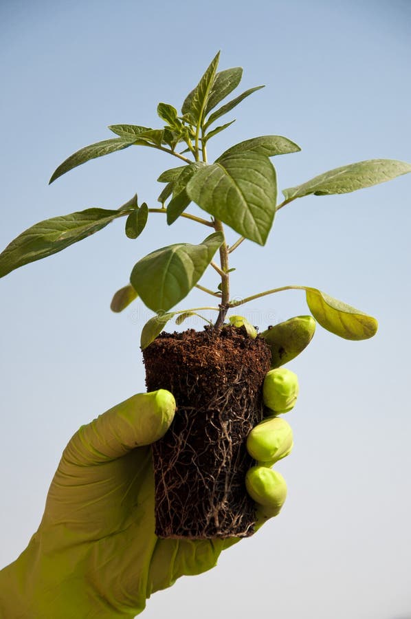 Sapling in Hand of Gardener. New Life Stock Photo - Image of spring ...