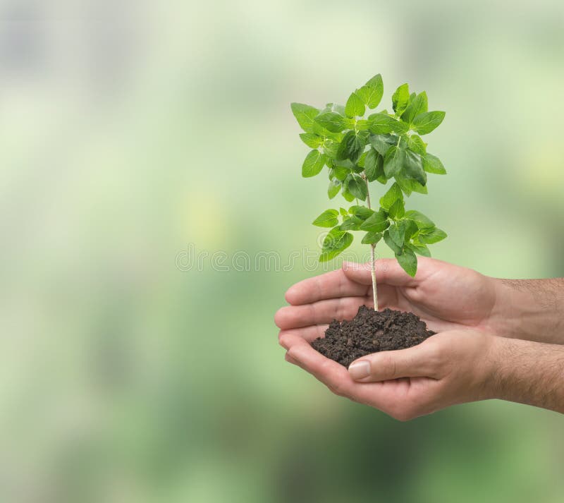 Sapling in hand stock photo. Image of credit, person - 113048346