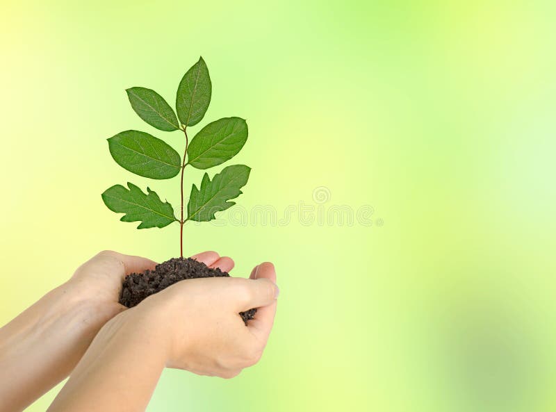 Oak sapling in hands. stock image. Image of beautiful - 36678405
