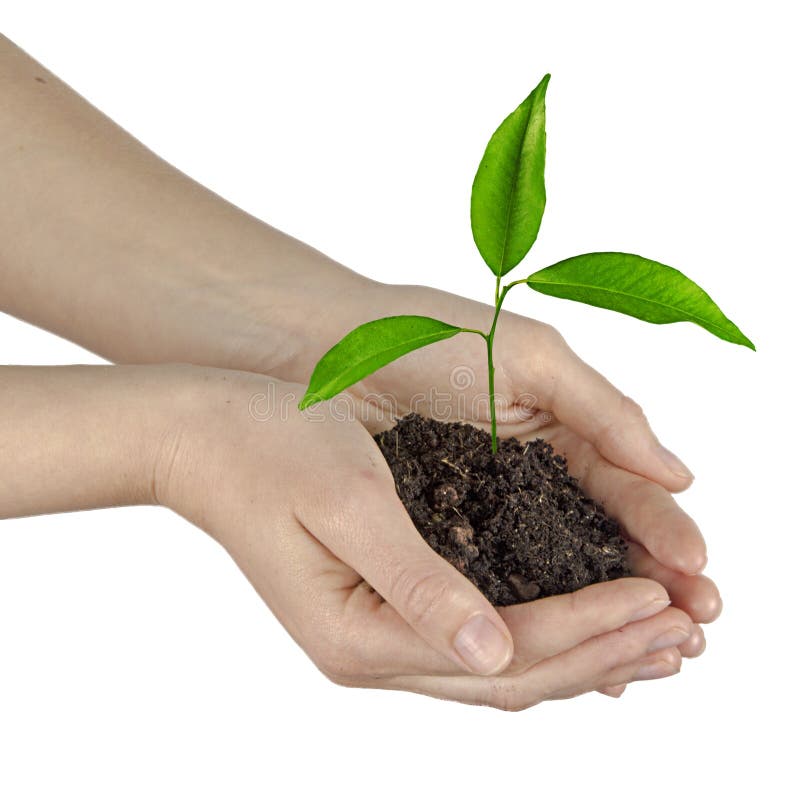 Sapling in hands stock photo. Image of hand, growing - 113047808