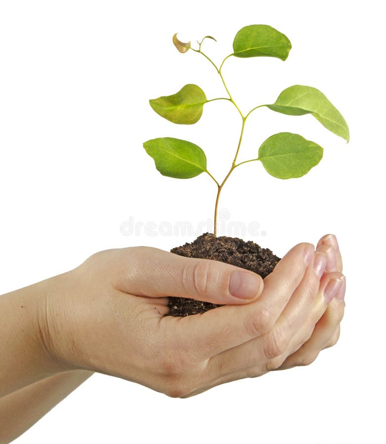 Sapling in hands stock photo. Image of development, conservation - 62992984