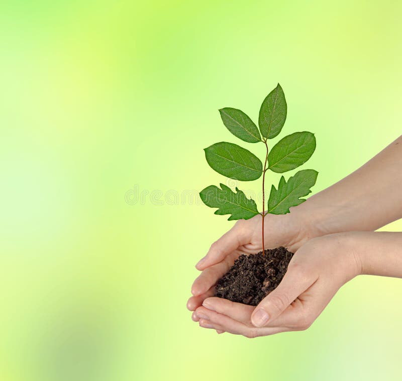 Oak sapling in hands. stock image. Image of beautiful - 36678405