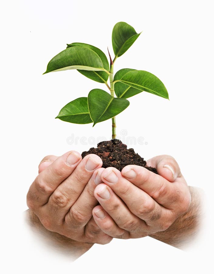 Oak sapling in hands stock photo. Image of outside, plant - 34129554
