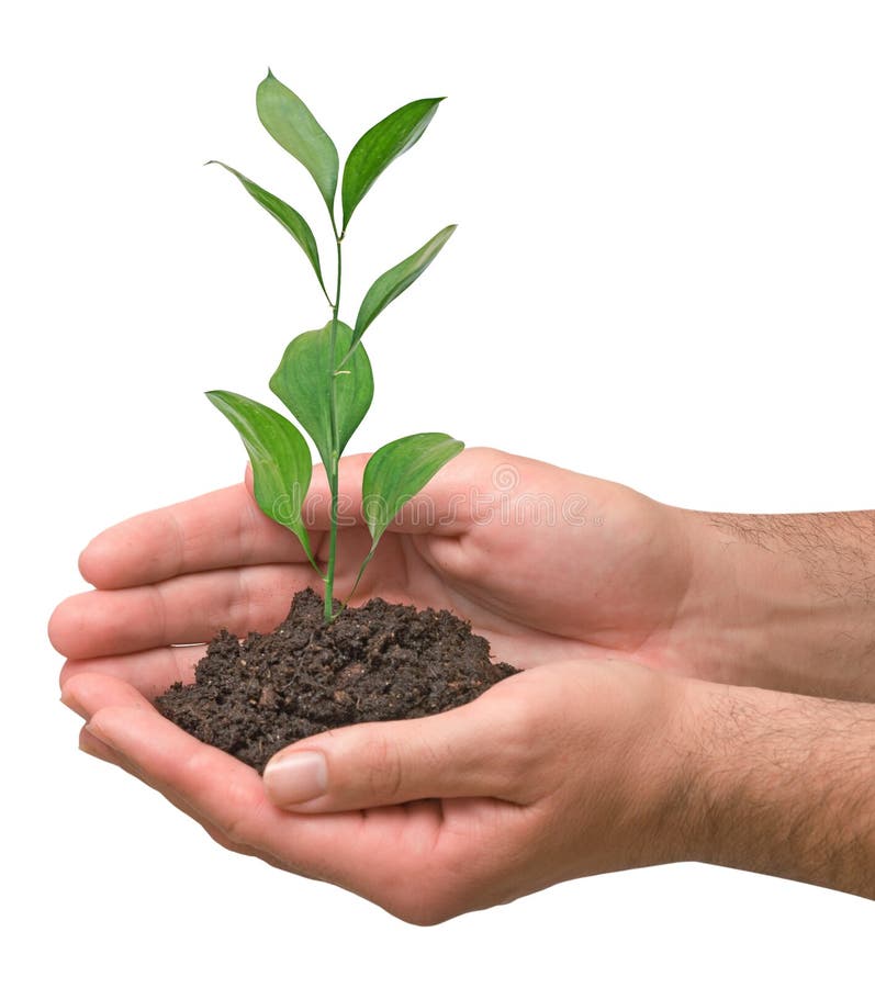 Sapling in hands stock image. Image of botany, growth - 113046775