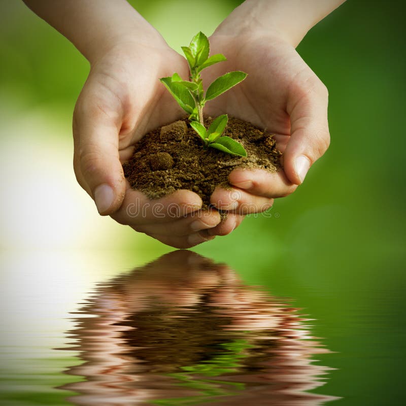 Oak sapling in hands. stock image. Image of beautiful - 36678405