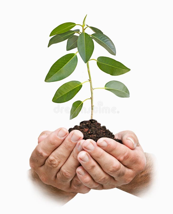 Oak sapling in hands stock photo. Image of outside, plant - 34129554
