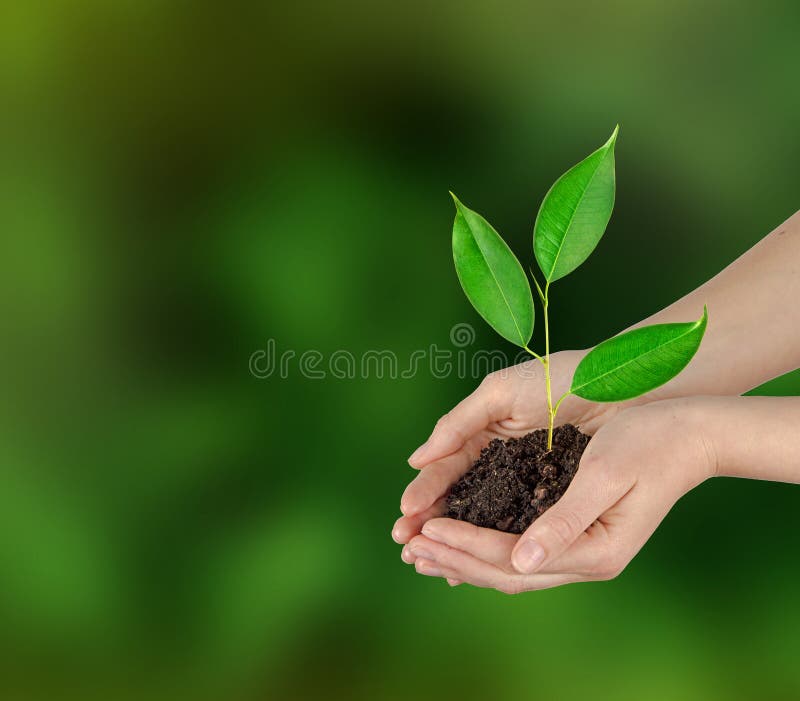 Oak sapling in hands. stock image. Image of beautiful - 36678405