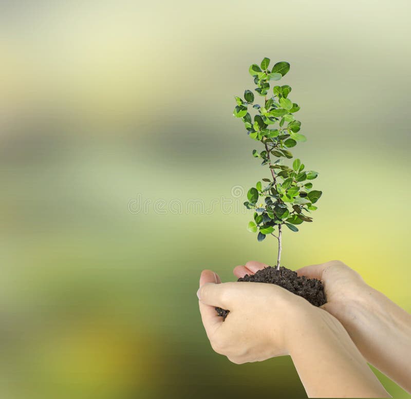 Oak sapling in hands. stock image. Image of beautiful - 36678405