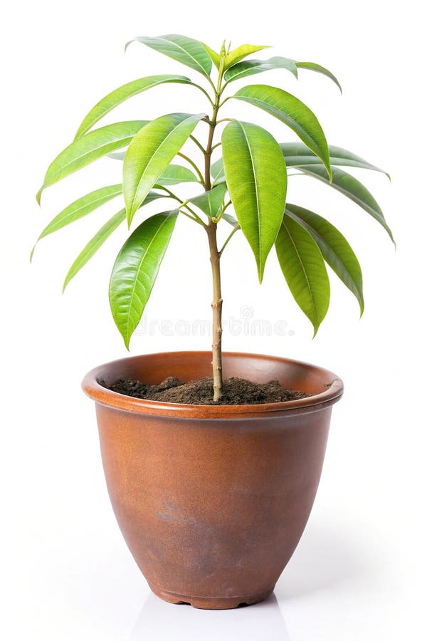 Mango Tree Sapling Himsagar Stock Illustrations – 3 Mango Tree Sapling ...
