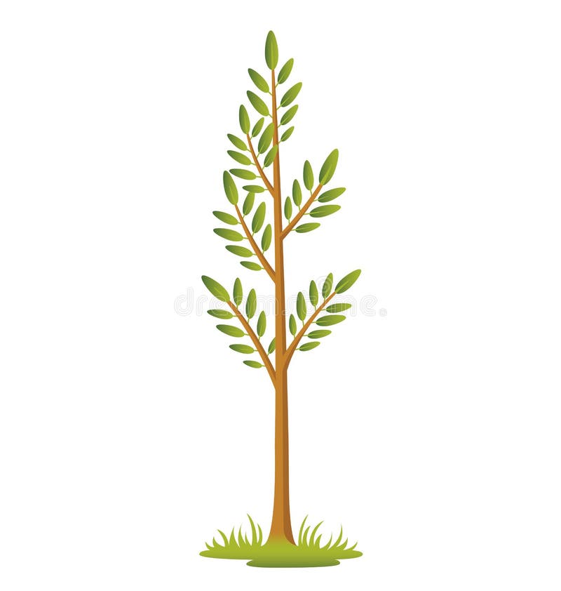 Sapling Stock Illustrations – 20,163 Sapling Stock Illustrations ...