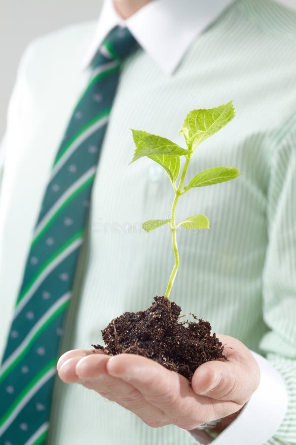 Sapling stock image. Image of environment, future, nature - 78543521