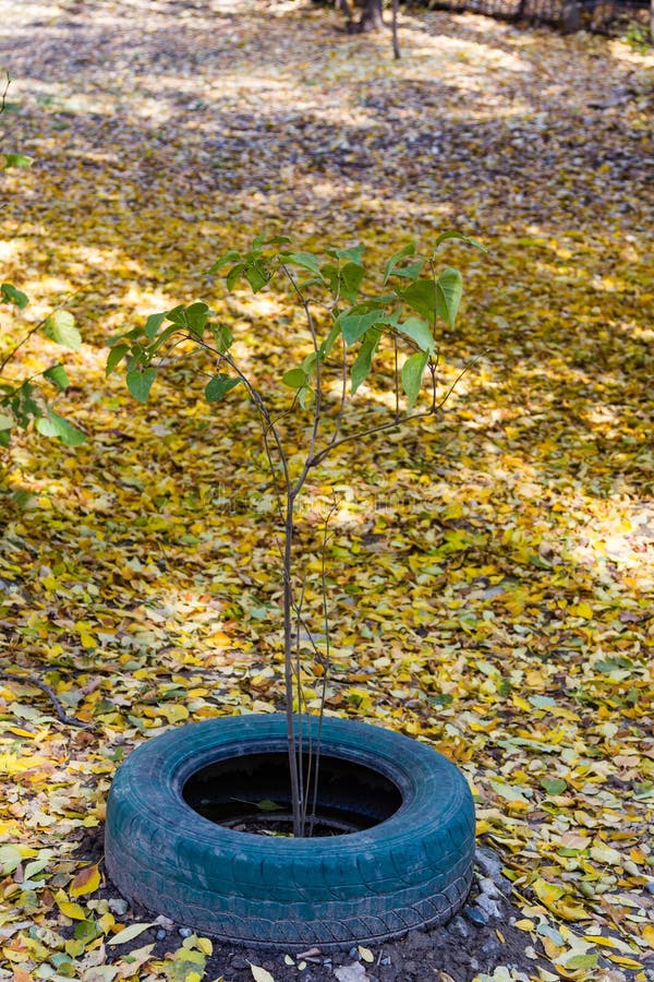 Sapling inside a car tire stock image. Image of foliage - 79706403