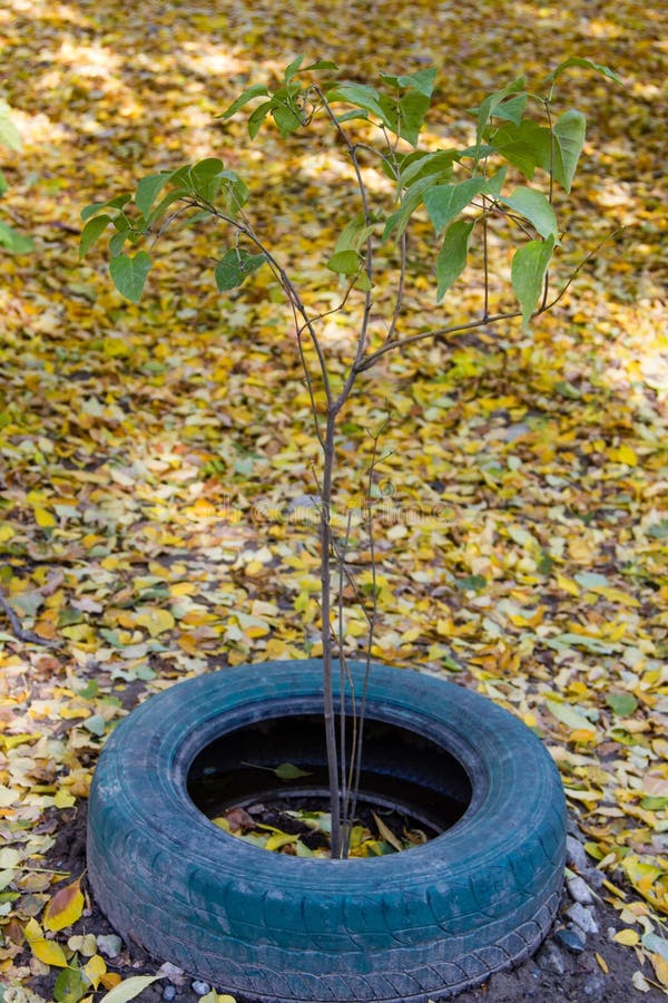 Sapling inside the circle stock photo. Image of beginnings - 79706404