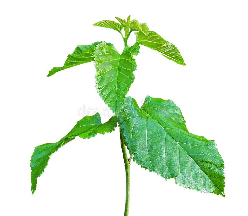 Sapling Oak, Isolated on a White Background Stock Photo - Image of ...