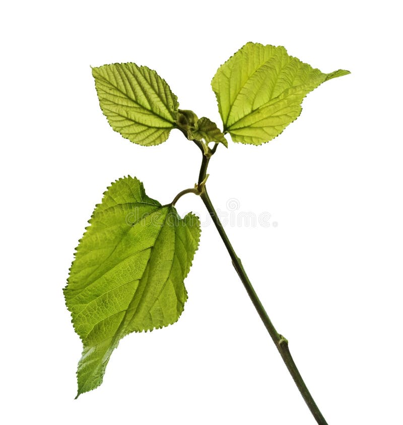 Sapling Oak, Isolated on a White Background Stock Photo - Image of leaf ...