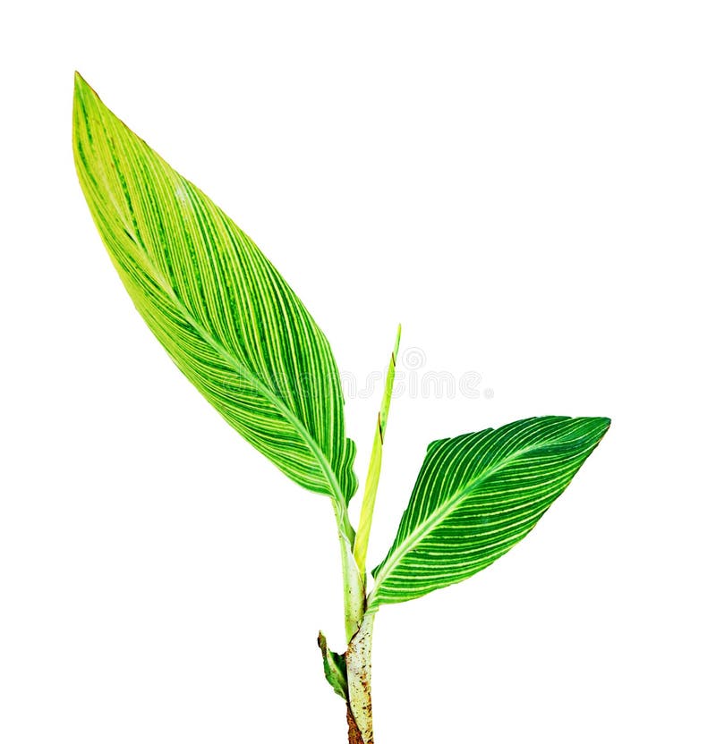 Sapling Oak, Isolated on a White Background Stock Photo - Image of leaf ...
