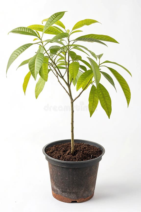 Mango Tree Sapling Kesar stock illustration. Illustration of nutrition ...