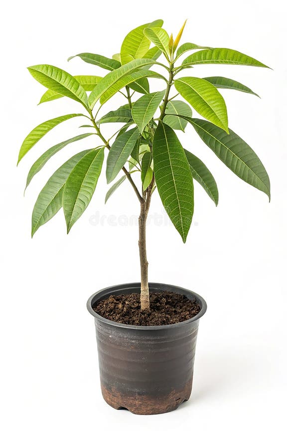 Mango Tree Sapling Kesar stock illustration. Illustration of nutrition ...