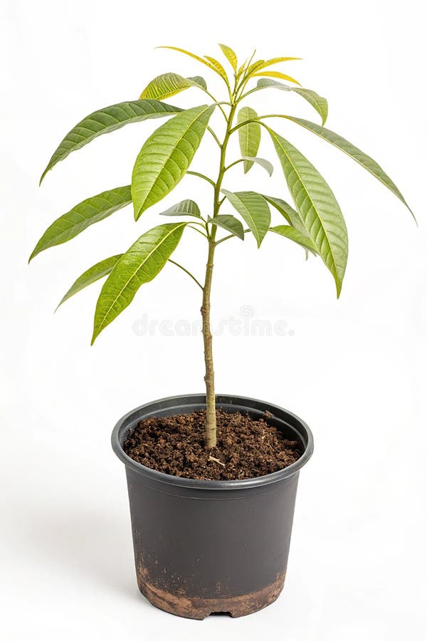 Mango Tree Sapling Kesar stock illustration. Illustration of botanical ...