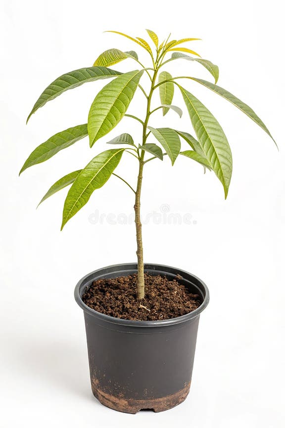 Mango Tree Sapling Kesar stock illustration. Illustration of botanical ...