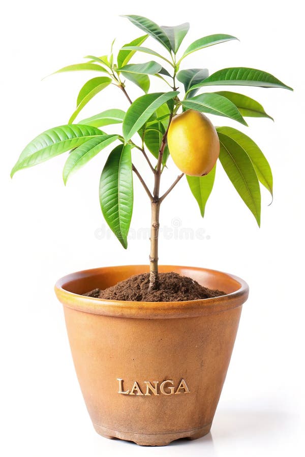 Mango Tree Sapling Langra stock illustration. Illustration of garden ...