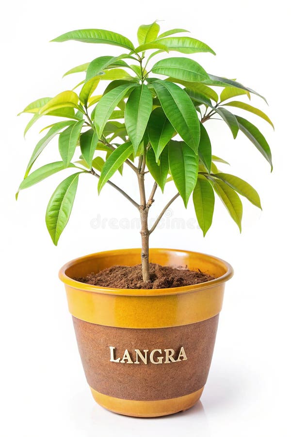 Mango Tree Sapling Langra stock illustration. Illustration of ...