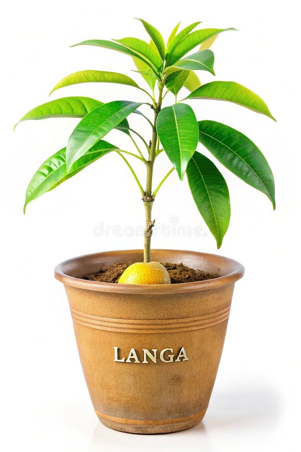 Mango Tree Sapling Langra stock illustration. Illustration of greenery ...