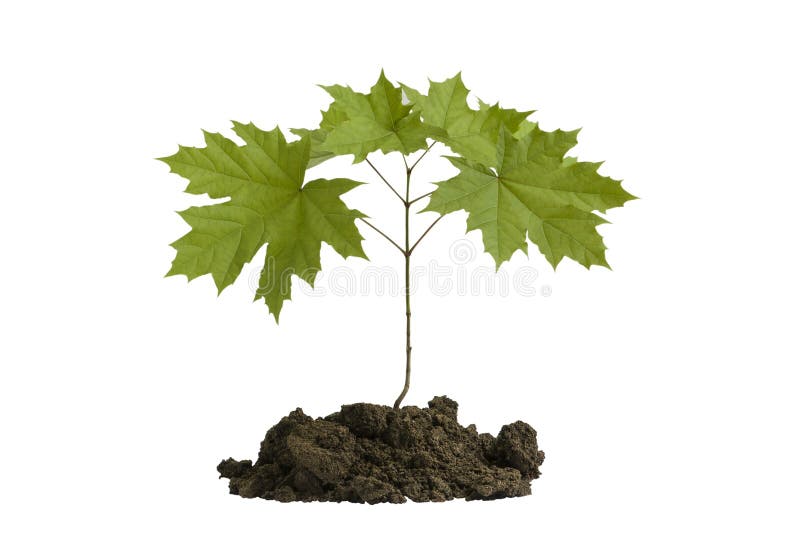 Sapling maple stock photo. Image of white, germ, background - 91803550