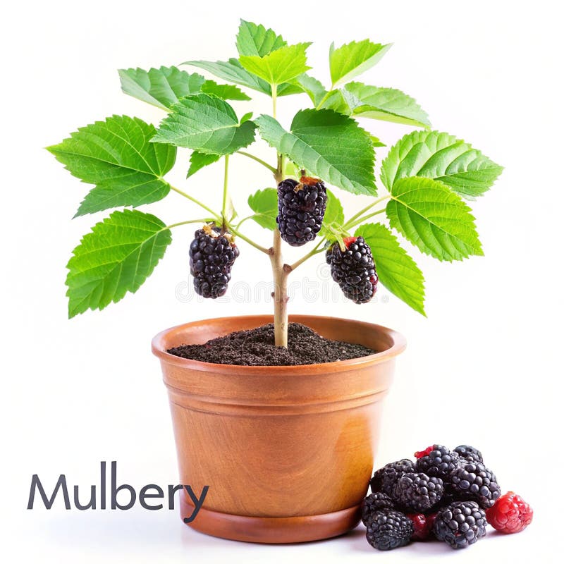 Mulberry Tree Sapling stock illustration. Illustration of mulberry ...