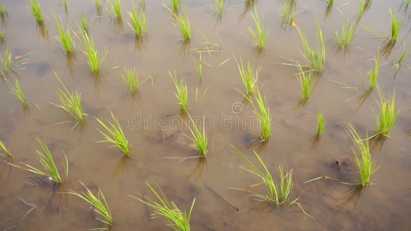 The Sapling of the Newly Planted Rice Planted by the Wind. Stock ...
