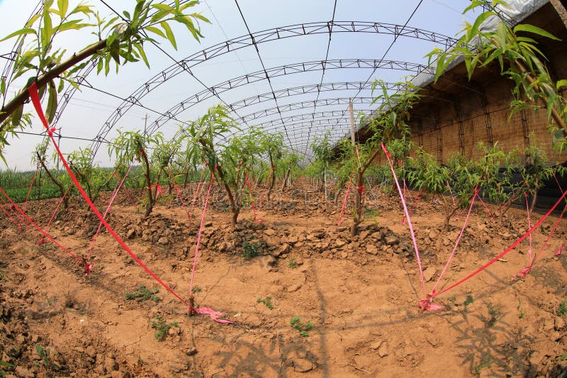 Sapling are in the Nursery, North China Stock Photo - Image of natural ...
