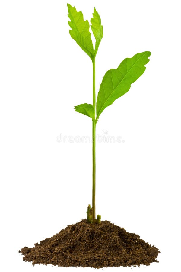 Sapling Oak, Isolated on a White Background Stock Photo - Image of leaf ...