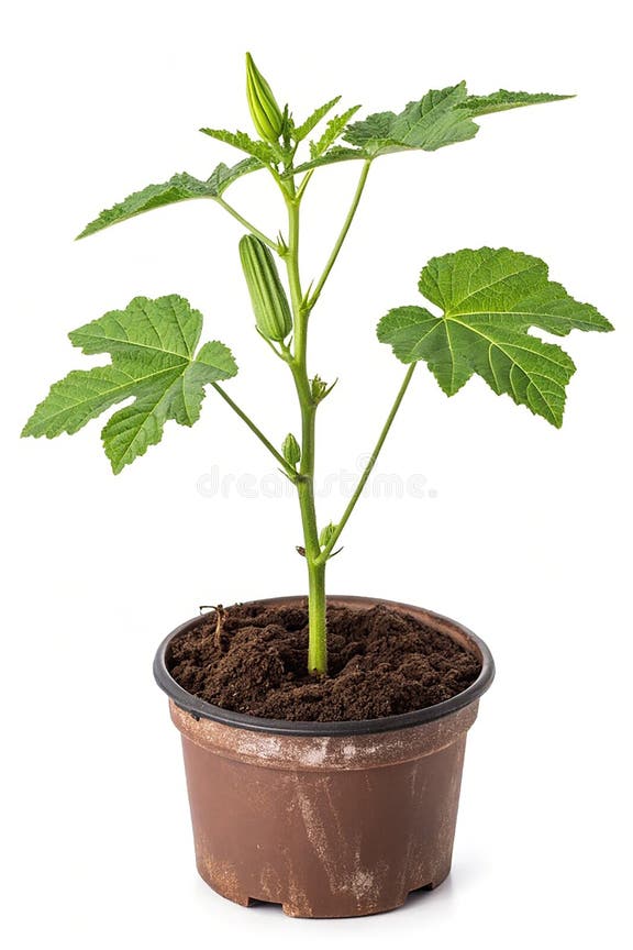 Okra Tree Sapling stock illustration. Illustration of harvest - 374609495