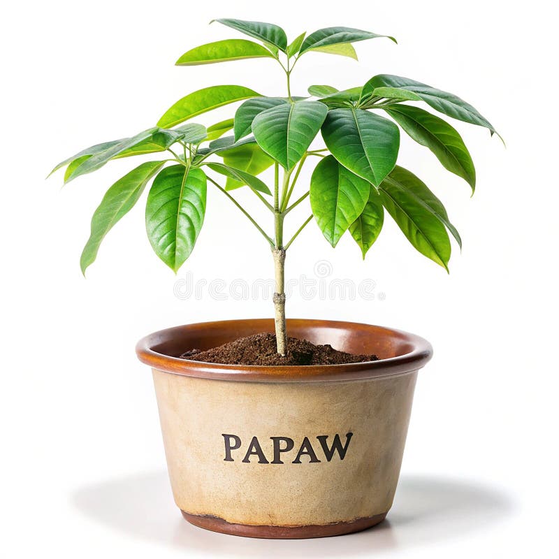 Papaw Tree Sapling stock illustration. Illustration of fresh - 374594837