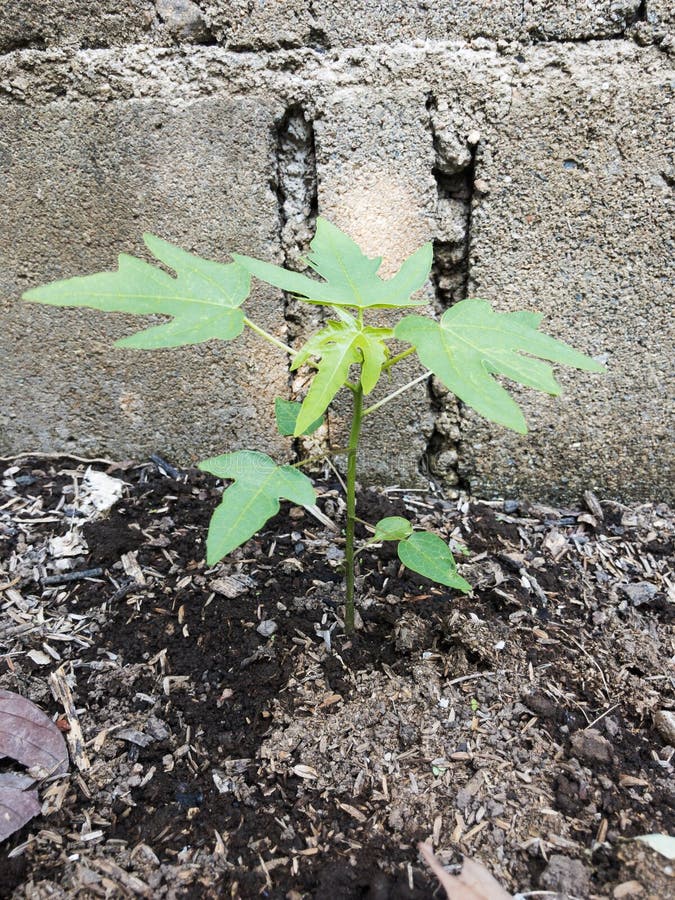 Sapling stock photo. Image of sapling, environment, plant - 92850574