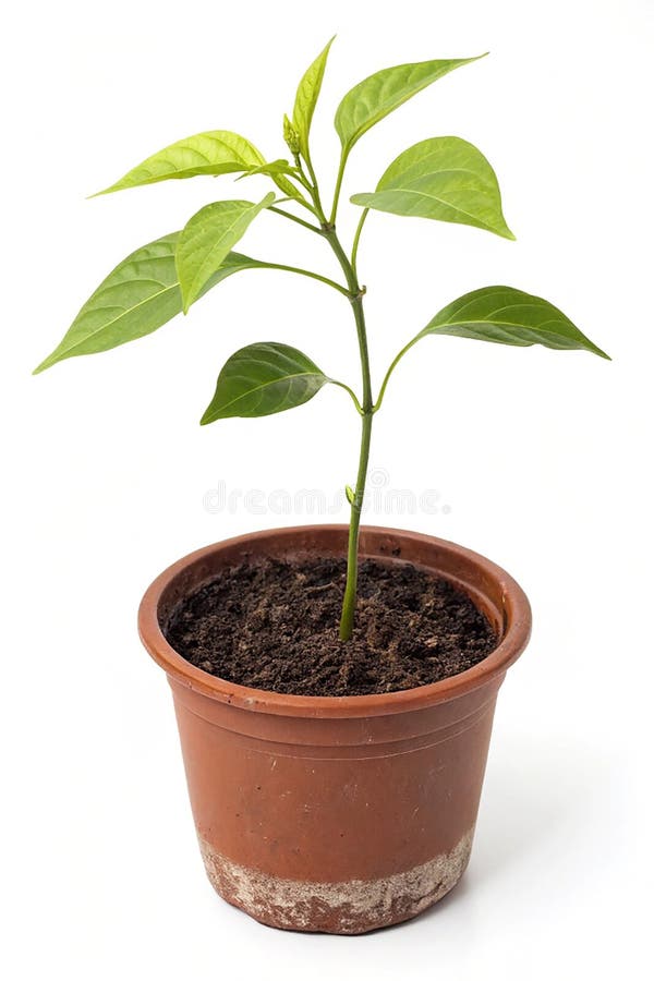 Peppercorn Tree Sapling stock illustration. Illustration of black ...