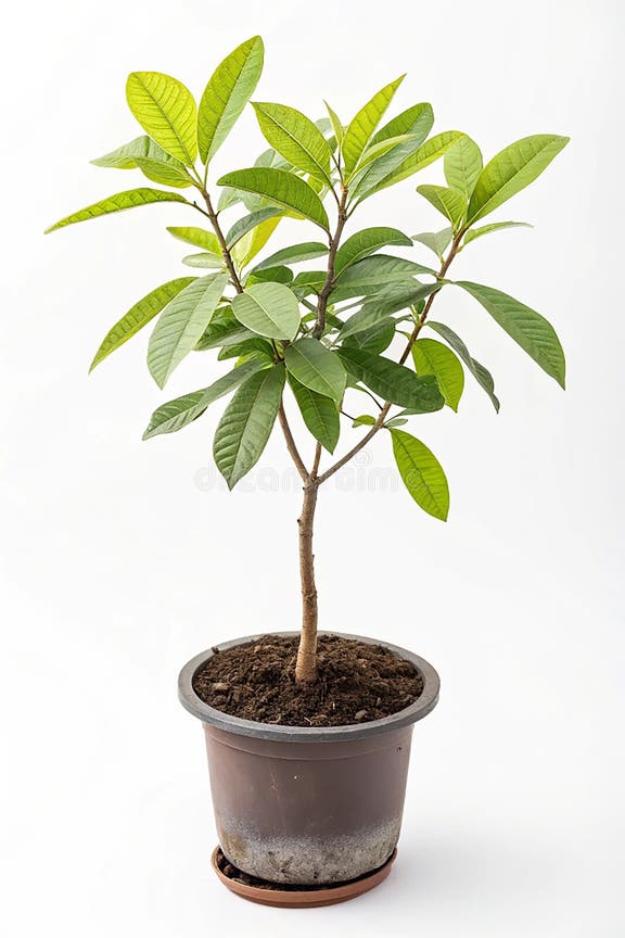 Pineapple Guava Tree Sapling Stock Illustration - Illustration of plant ...