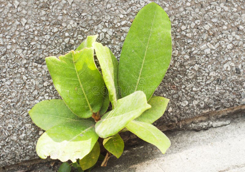 Plant born on wall stock image. Image of outdoors, surface - 145077413