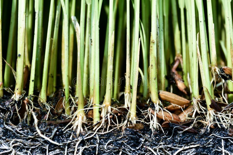 Sapling Planting of Rice Preparations. Stock Image - Image of root ...