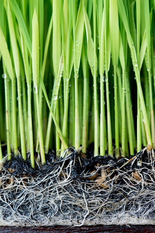 Sapling Planting of Rice Preparations. Stock Photo - Image of grange ...