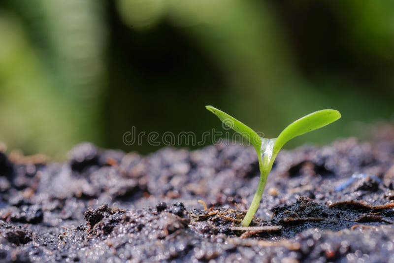Sapling of plants stock image. Image of growing, spring - 178754433