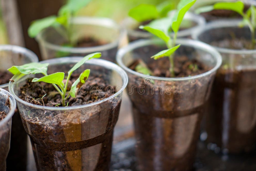Sapling in Plastic glass stock image. Image of young - 173961831