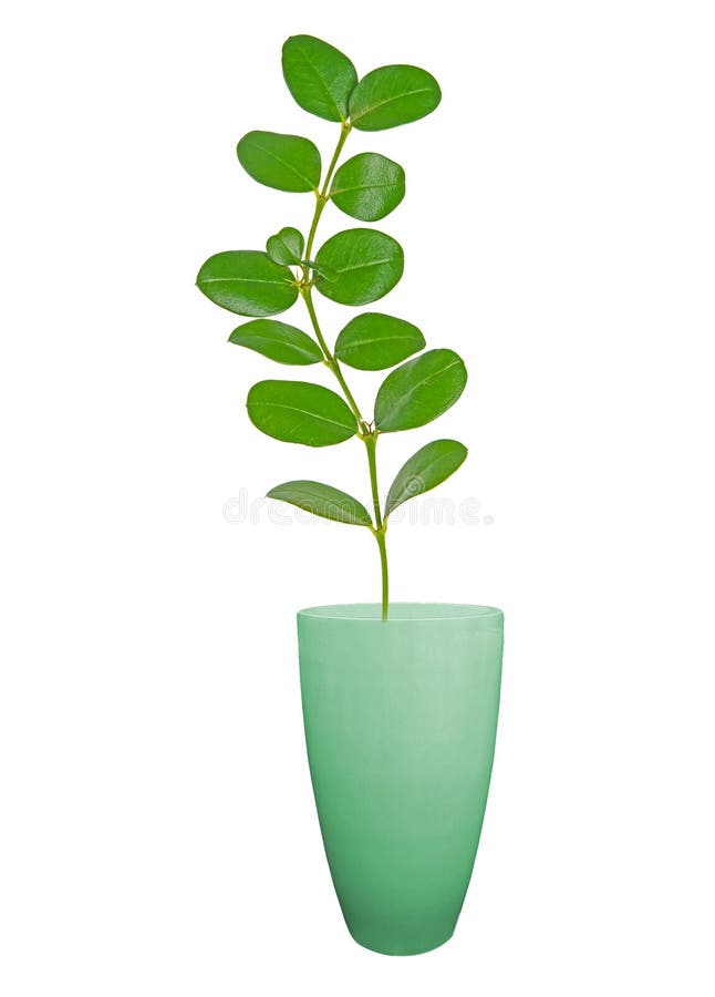 Sapling in pot stock image. Image of close, closeup - 113046909